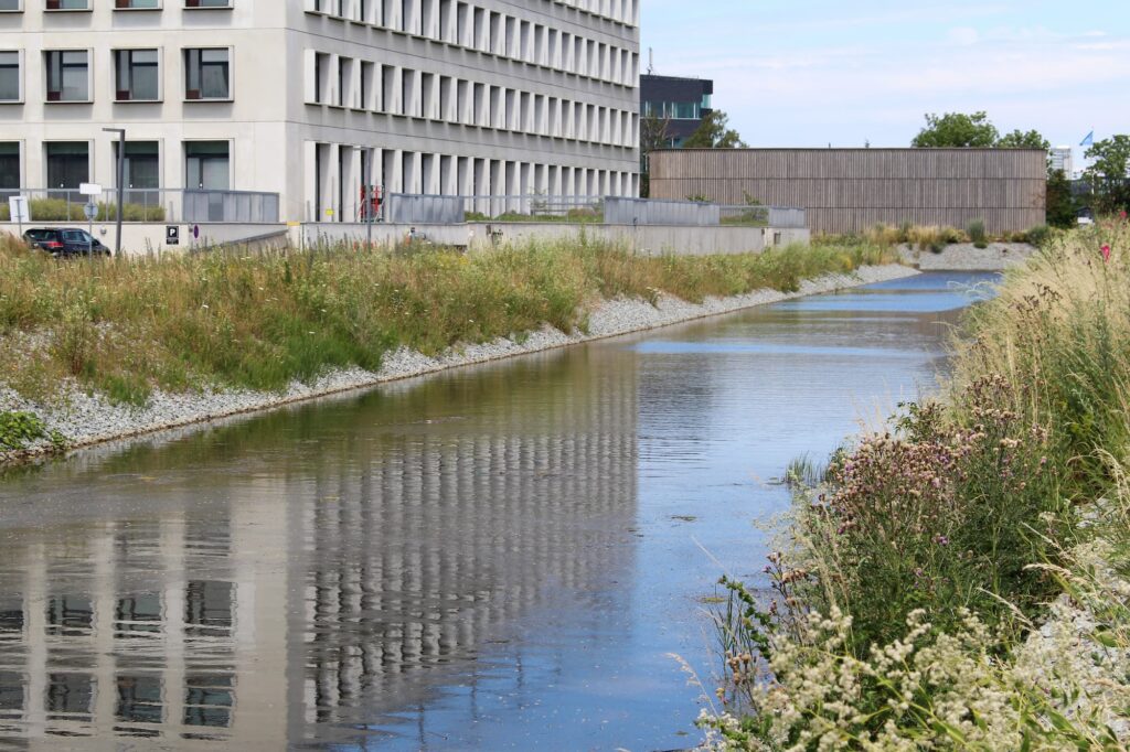 Rovfisk i søerne bidrager til klarere vand • Vand i balance • Ørestad